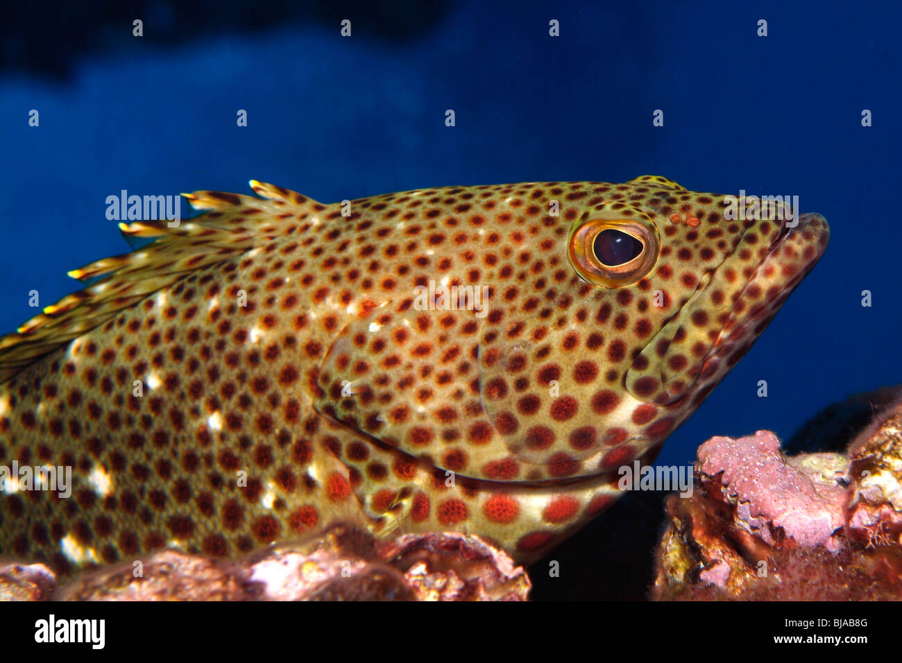Rock hind grouper in the Gulf of Mexico Stock Photo - Alamy