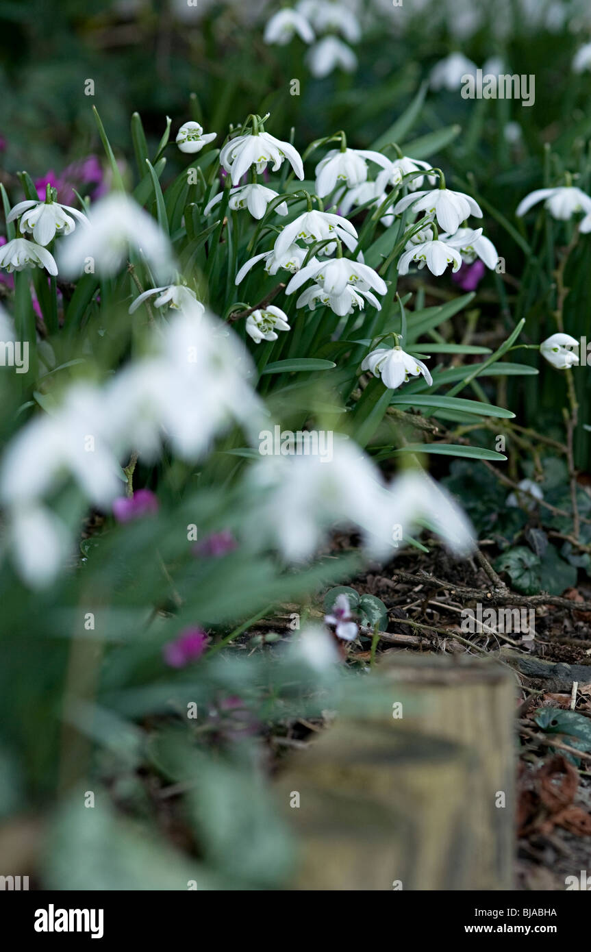snowdrops flower white known as galanthus flowering in the uk Stock ...