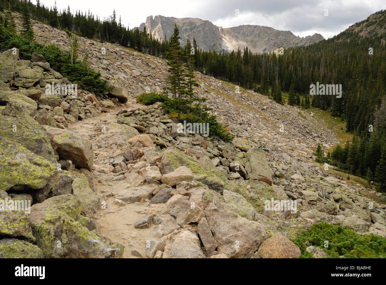 Pine trees in the Rocky Mountain National Park in Colorado State, USA ...