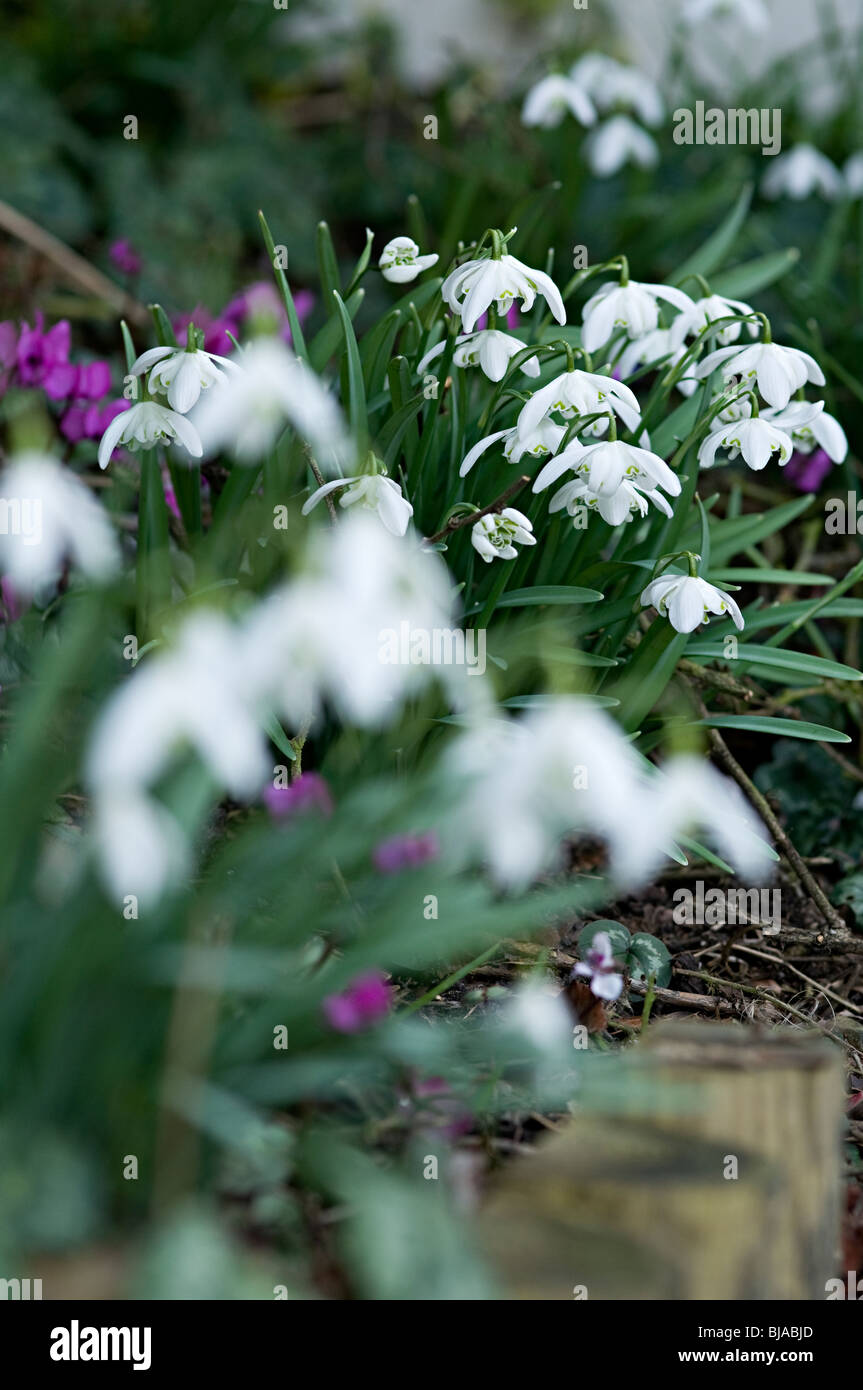 snowdrops flower white known as galanthus flowering in the uk Stock ...