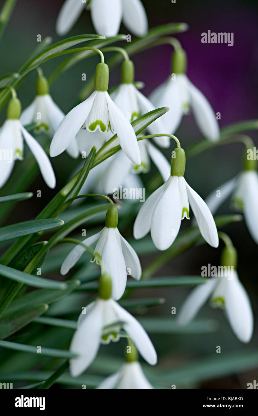 snowdrops flower white known as galanthus flowering in the uk Stock ...
