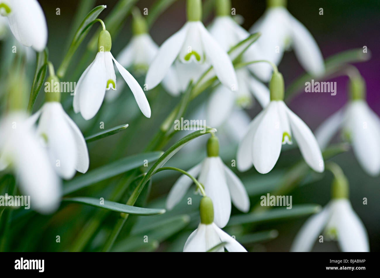 snowdrops flower white known as galanthus flowering in the uk Stock ...