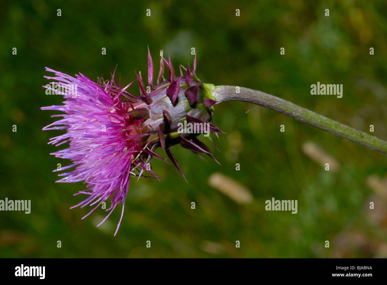 Thistle flower growing in the Rocky Mountain National Park, Colorado ...