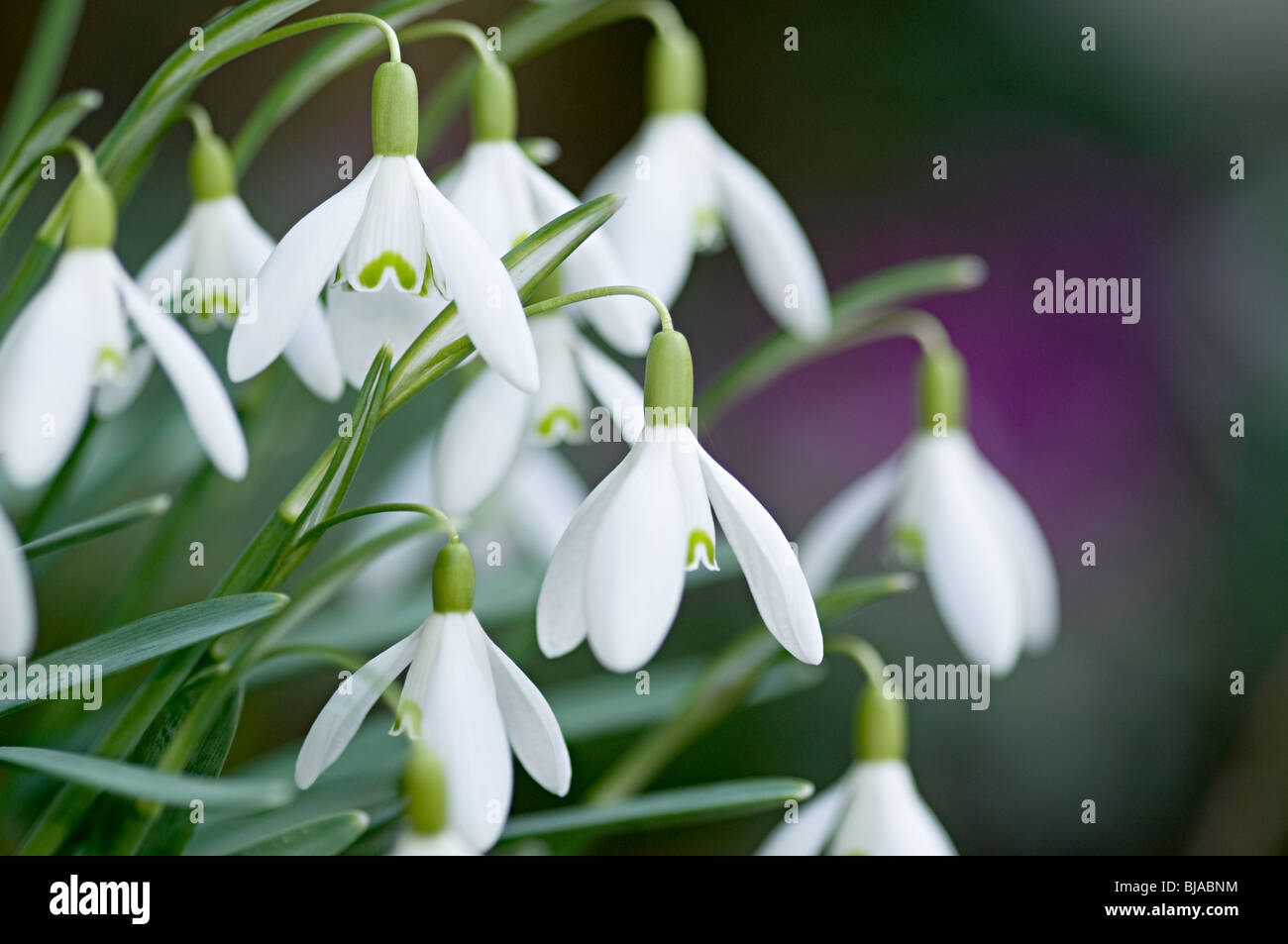 snowdrops flower white known as galanthus flowering in the uk Stock ...