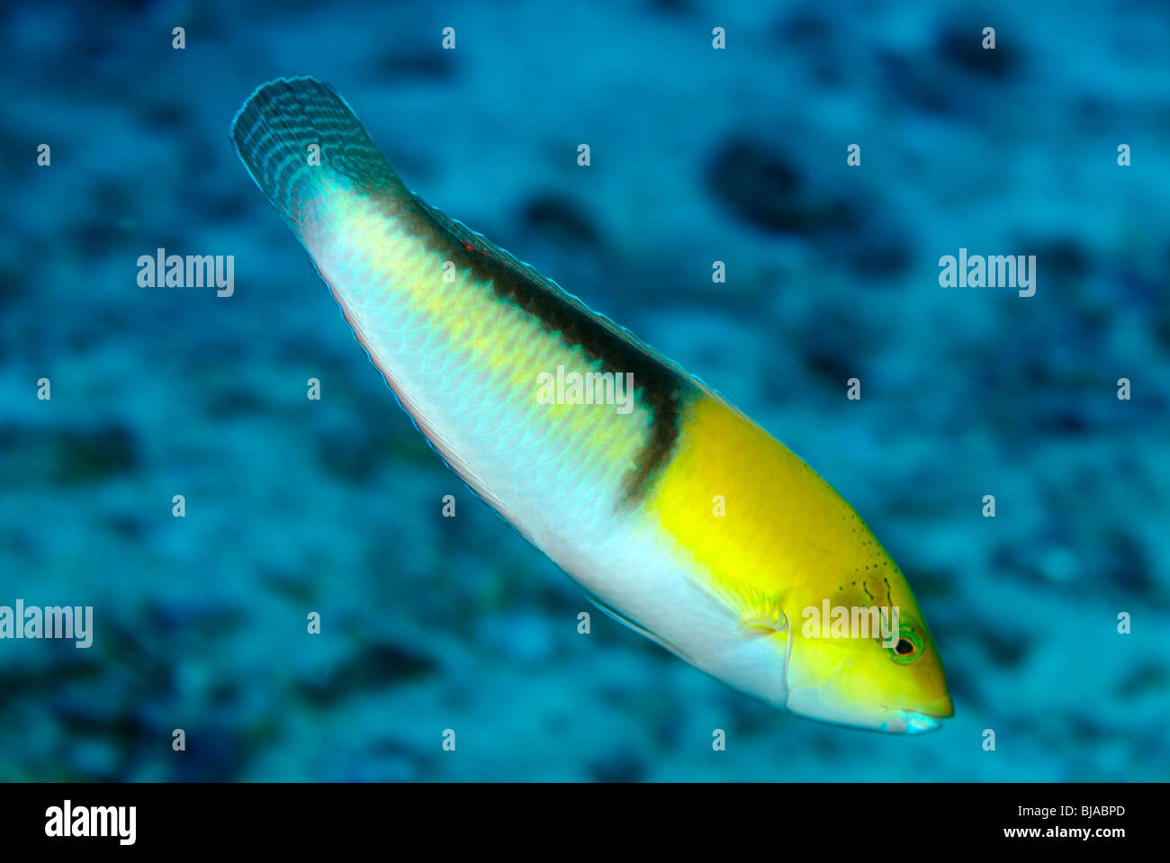 Yellowhead wrasse in the Gulf of Mexico Stock Photo - Alamy
