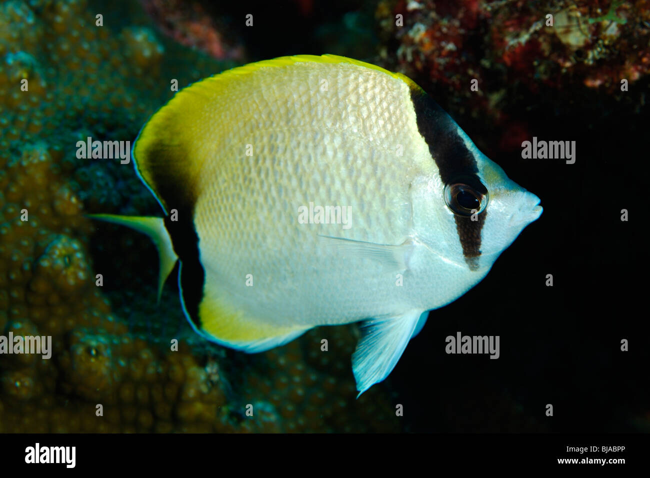 Reef butterflyfish in the Gulf of Mexico Stock Photo - Alamy