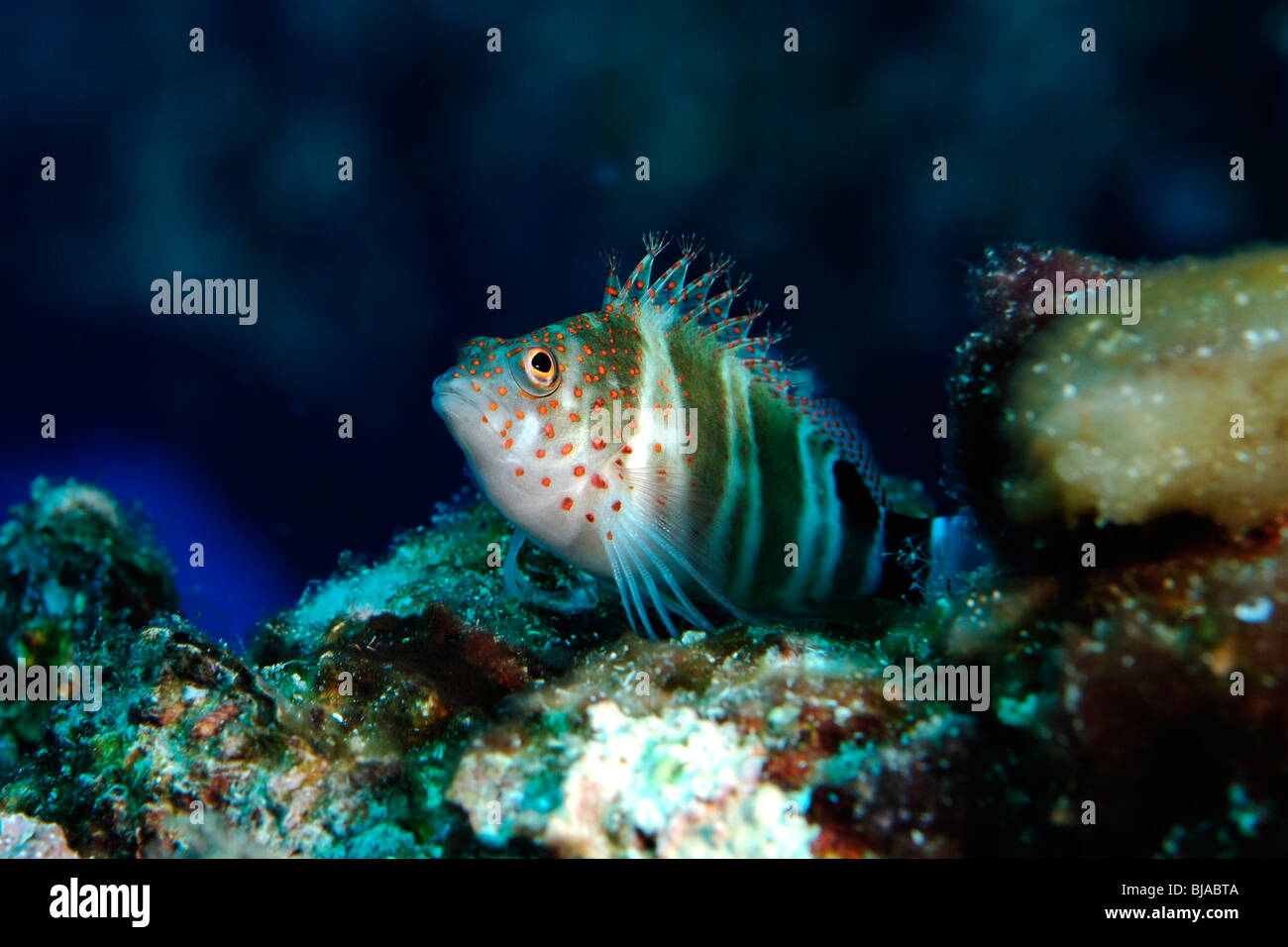 Gulf of mexico texas underwater hi-res stock photography and images - Alamy