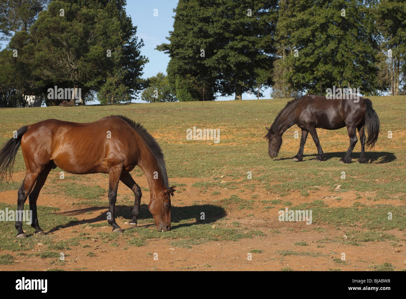 Male colt hi-res stock photography and images - Alamy
