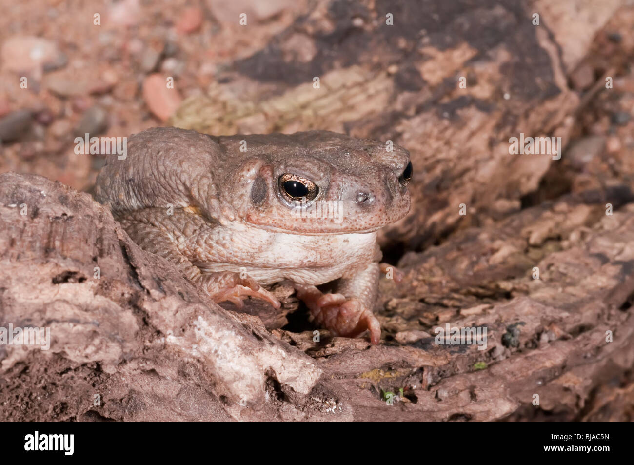 The Red-spotted toad, Bufo punctatus, is native to the southwestern ...