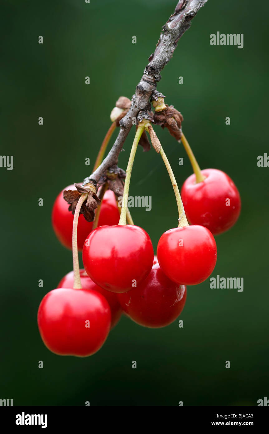 Bunch cherry berry hi-res stock photography and images - Alamy