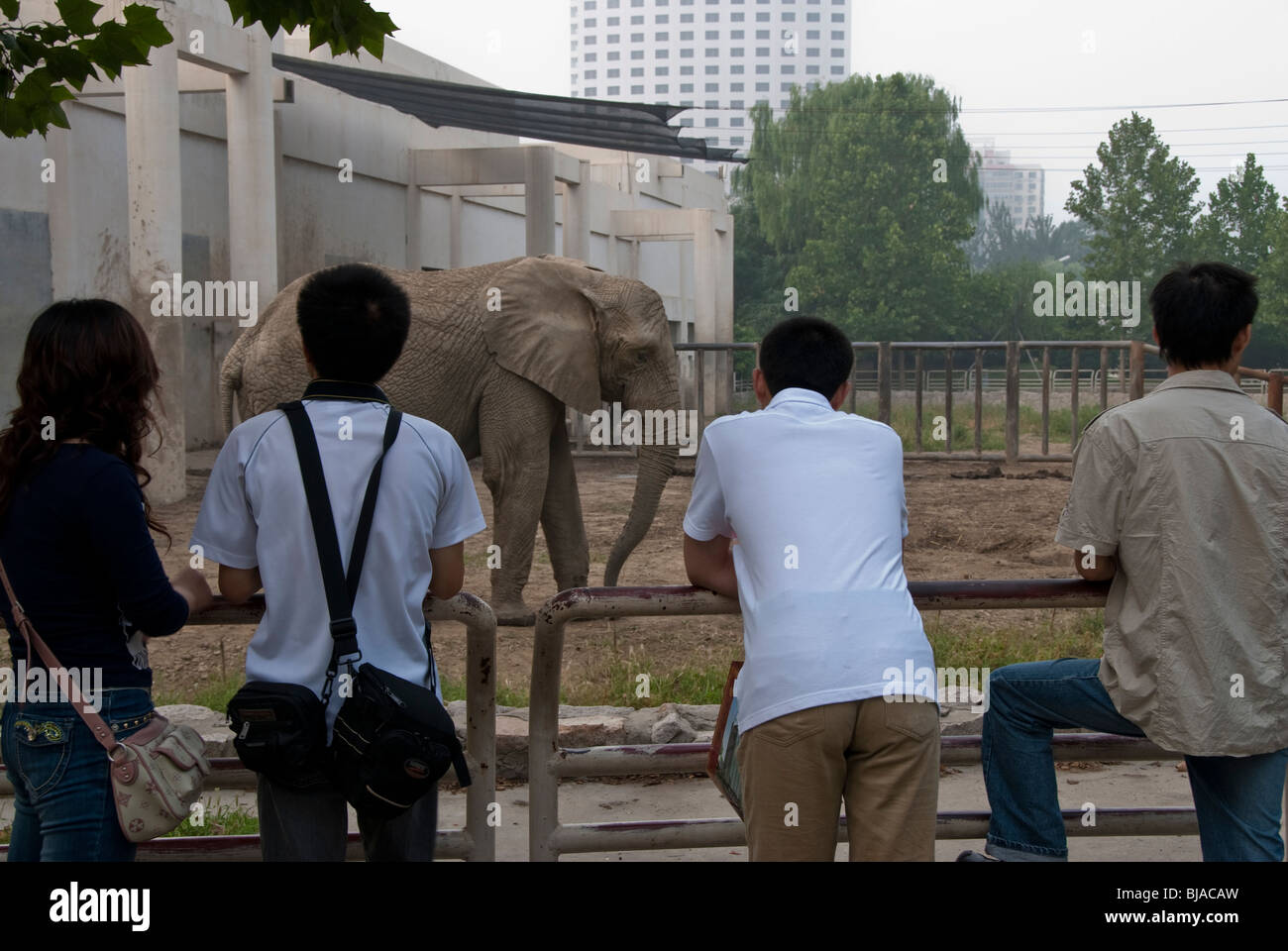 Beijing, CHINA Beijing Zoo, Chinese Tourists , From Behind, Watching ...