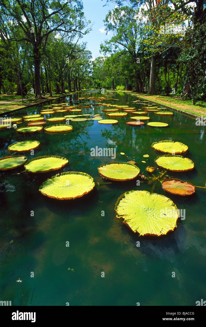 Pamplemousse botanical garden hi-res stock photography and images - Alamy