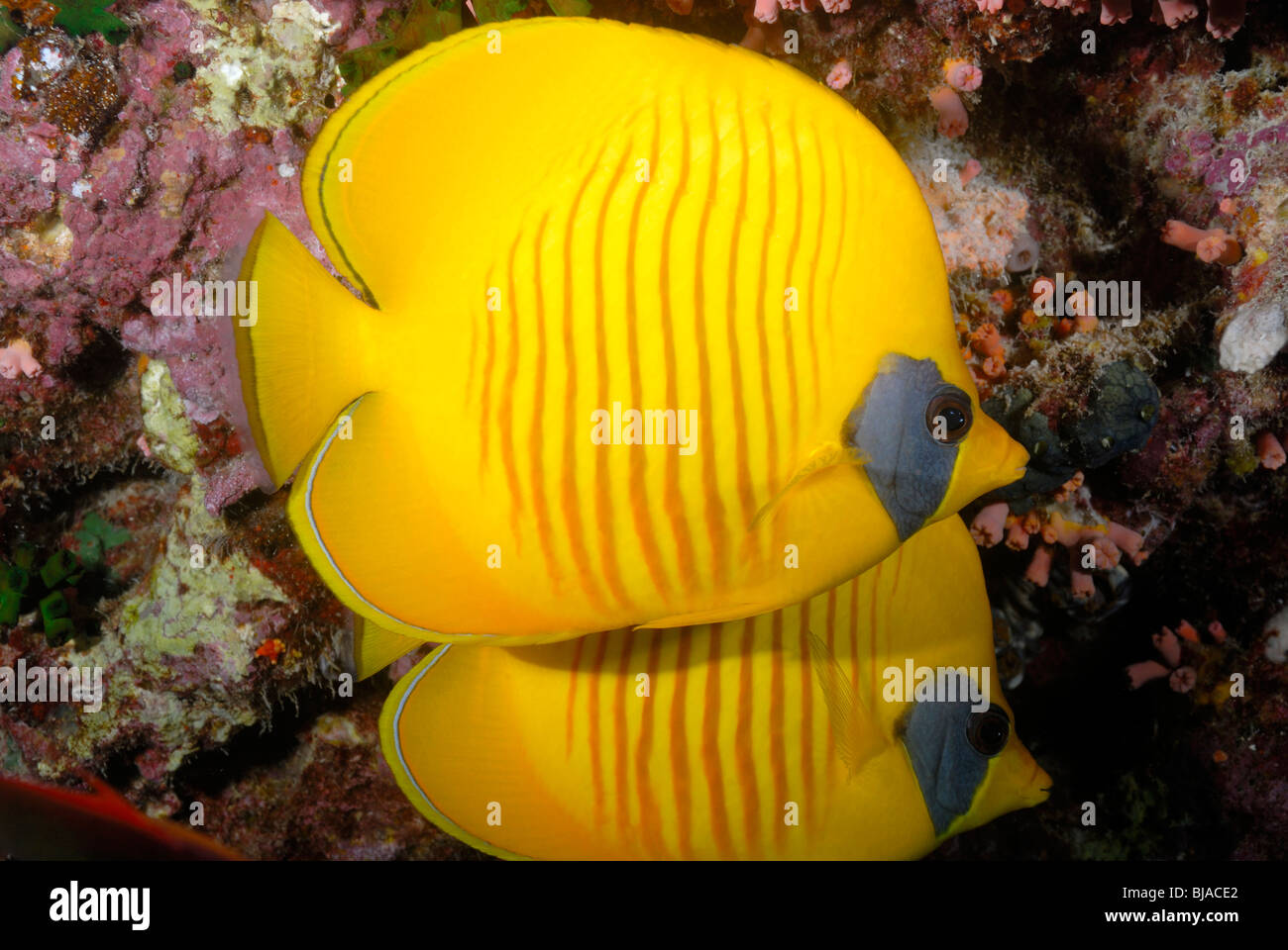 Two golden butterflyfish in the Red Sea Stock Photo - Alamy