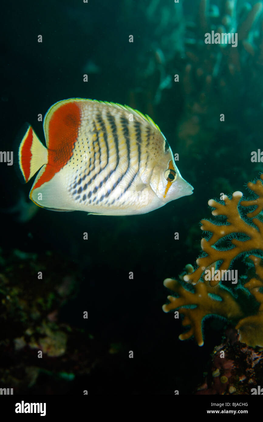 Red sea butterflyfish hi-res stock photography and images - Alamy