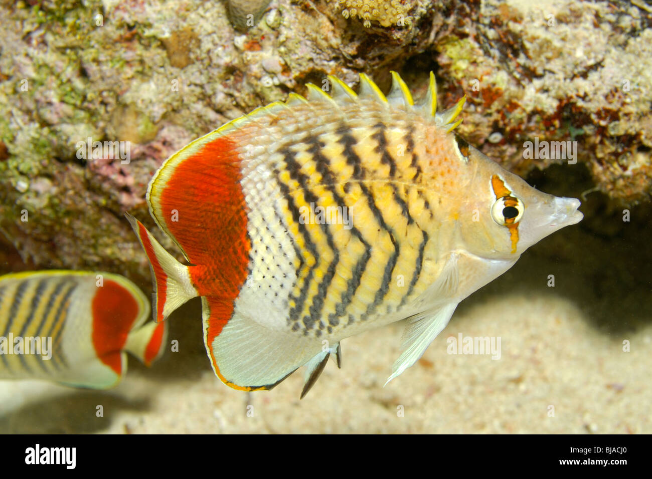 Red sea butterflyfish hi-res stock photography and images - Alamy