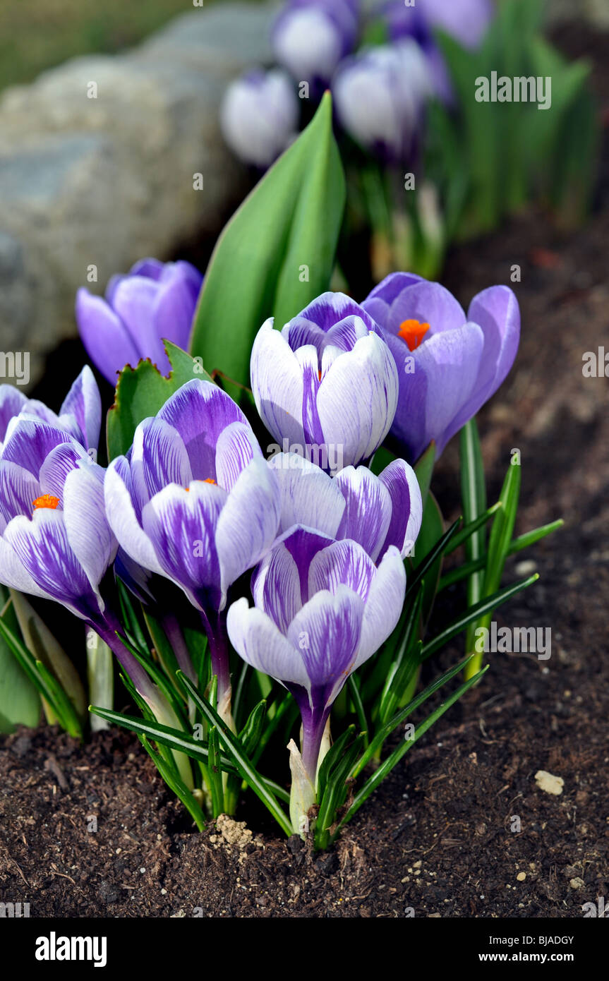 Crocus hybrid hi-res stock photography and images - Alamy