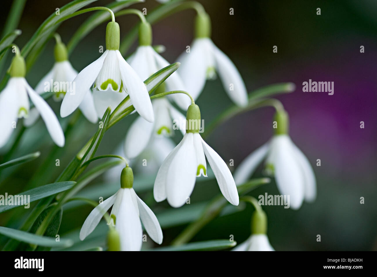snowdrops flower white known as galanthus flowering in the uk Stock ...