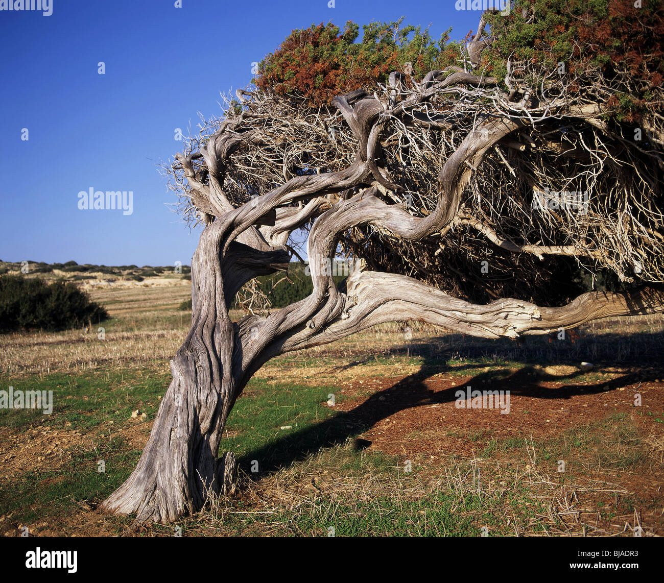 Old tree in Cyprus adapting to the coastal wind Stock Photo - Alamy