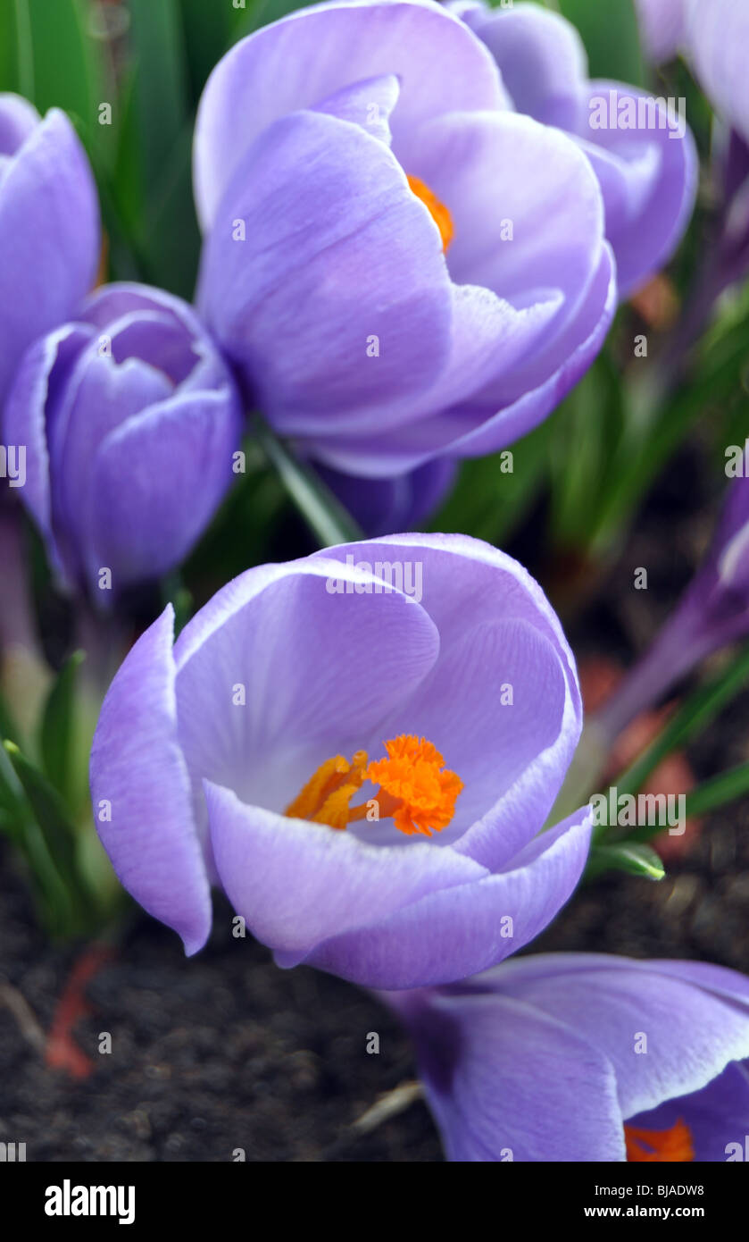 Crocus blooms hi-res stock photography and images - Alamy