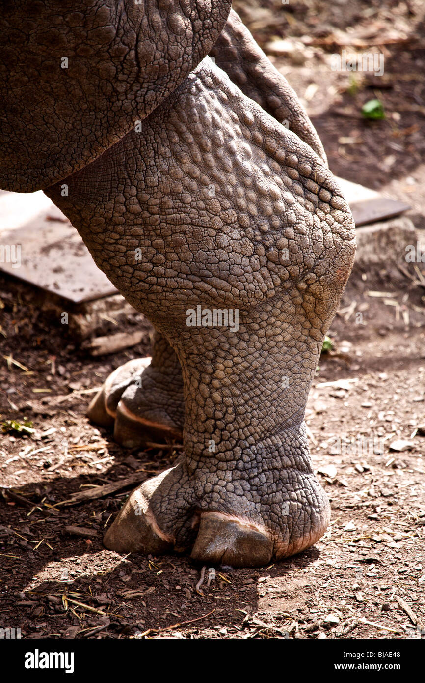 Strong hind leg hi-res stock photography and images - Alamy