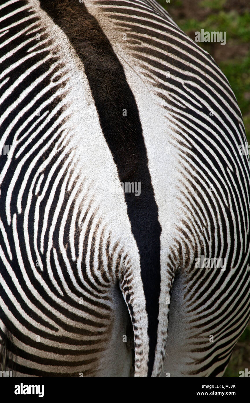 Black and white striped pattern on the back of a zebra Stock Photo - Alamy