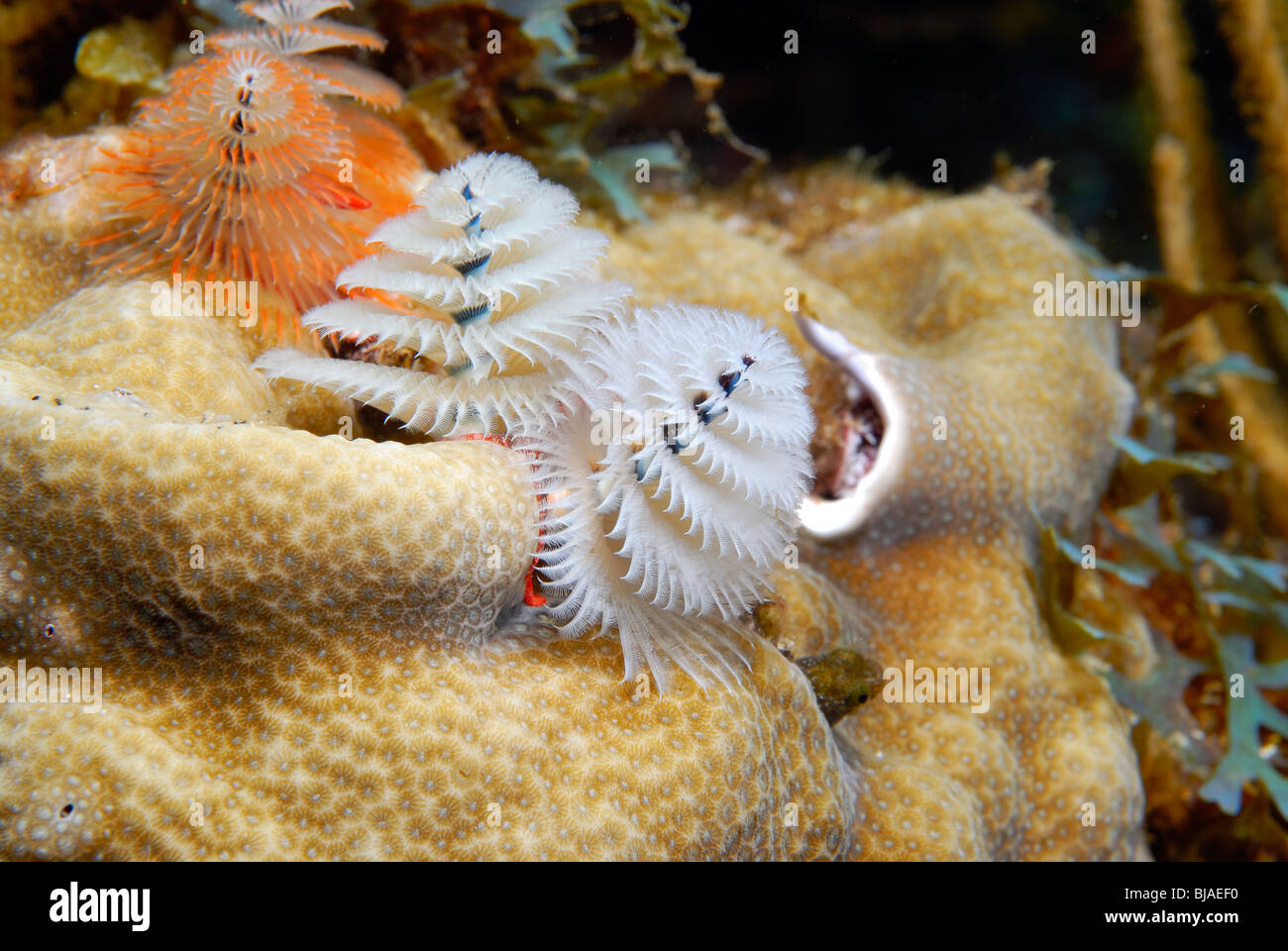 White christmas tree worms hi-res stock photography and images - Alamy
