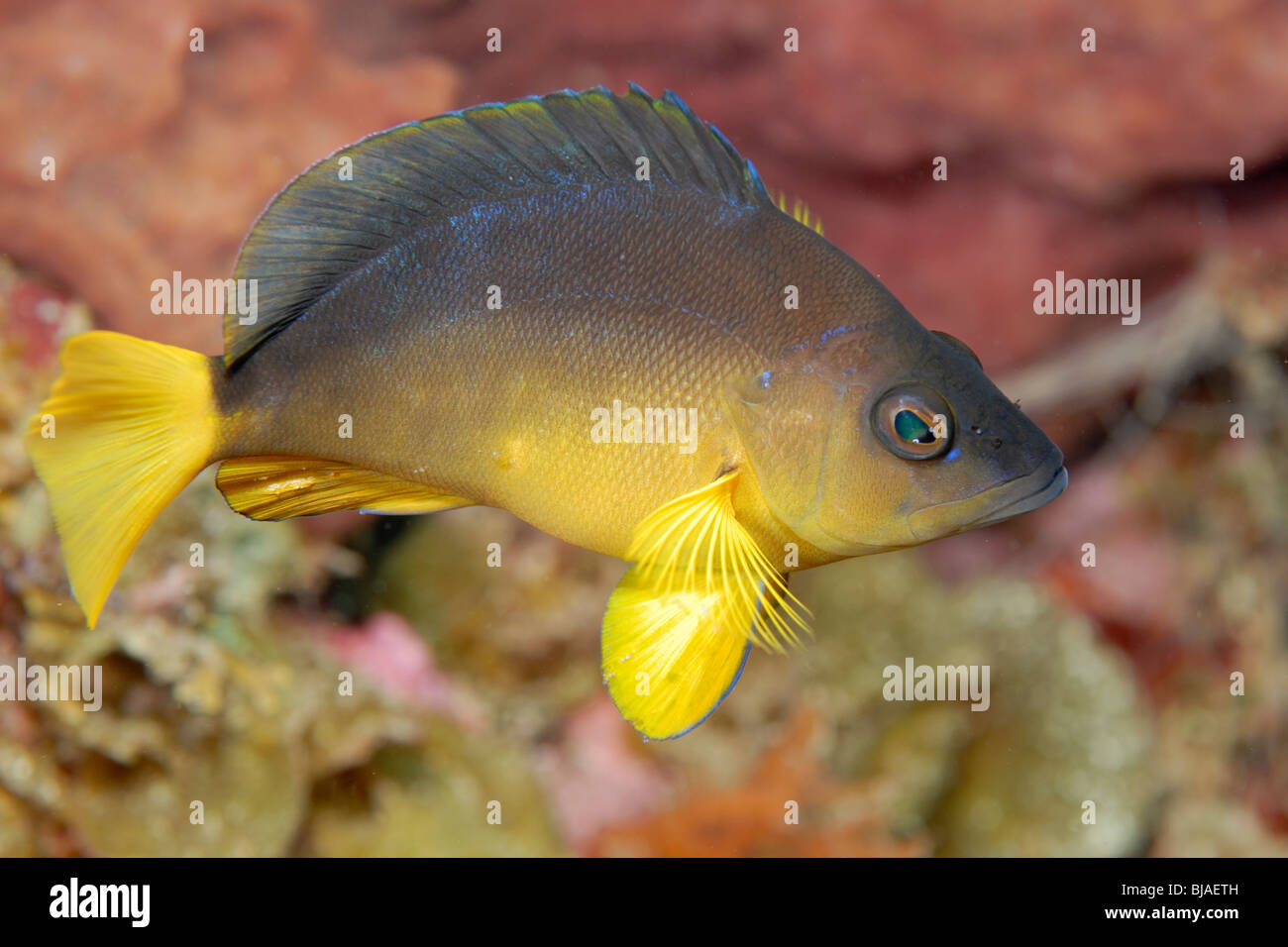 Hamlet Fish High Resolution Stock Photography and Images - Alamy
