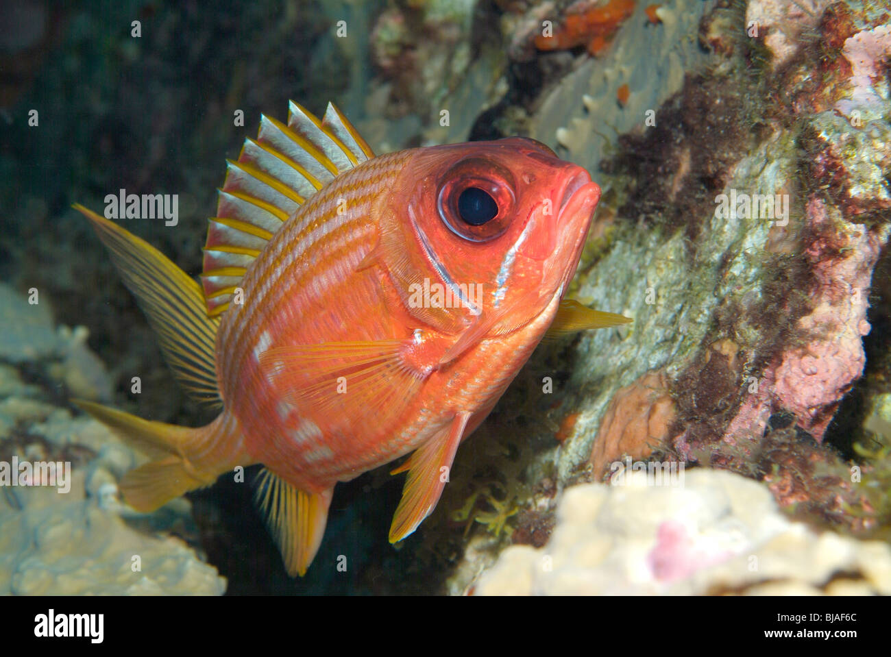 Squirrelfish in the Gulf of Mexico Stock Photo - Alamy