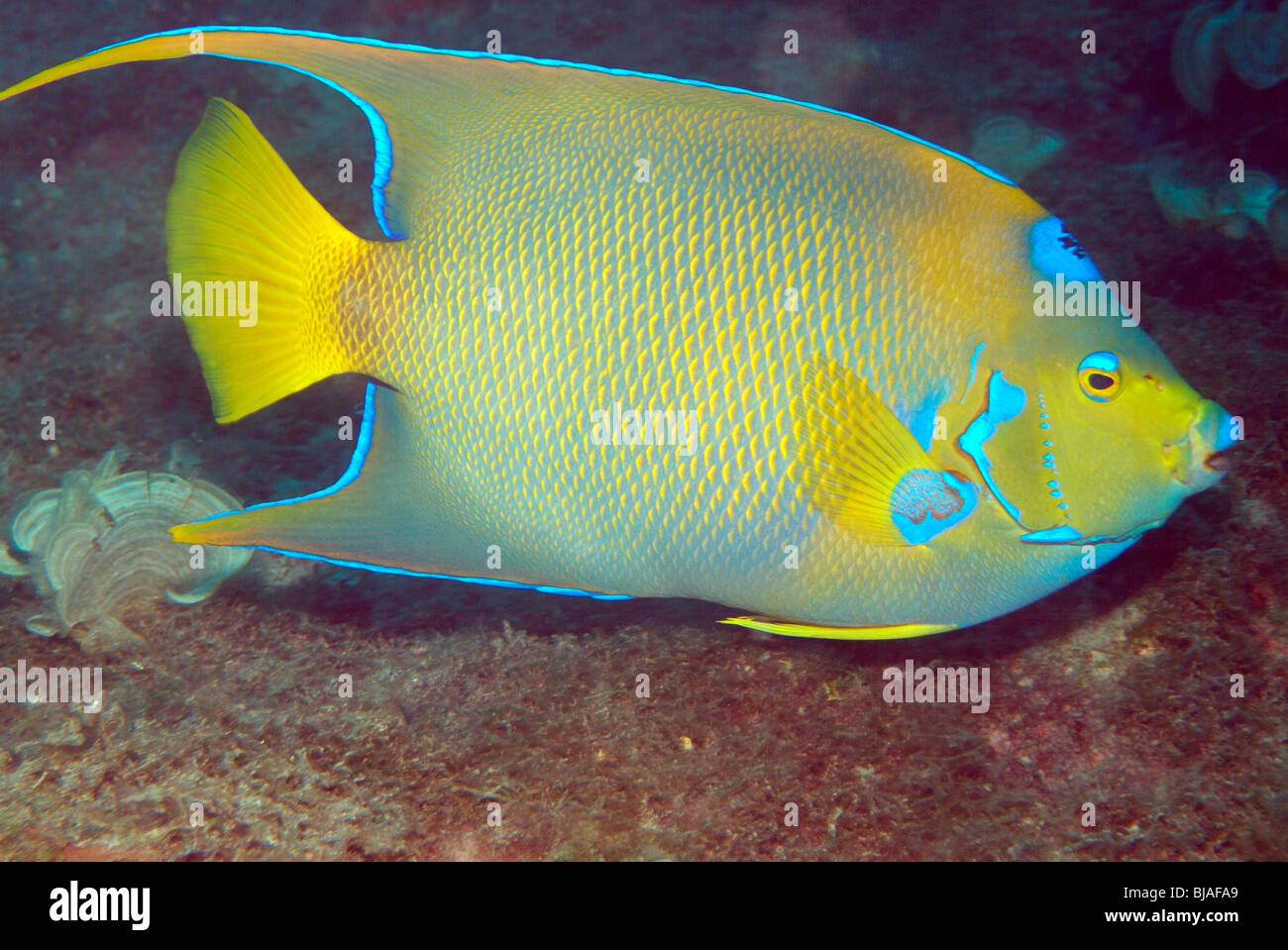 Townsend angelfish in the Gulf of Mexico Stock Photo - Alamy