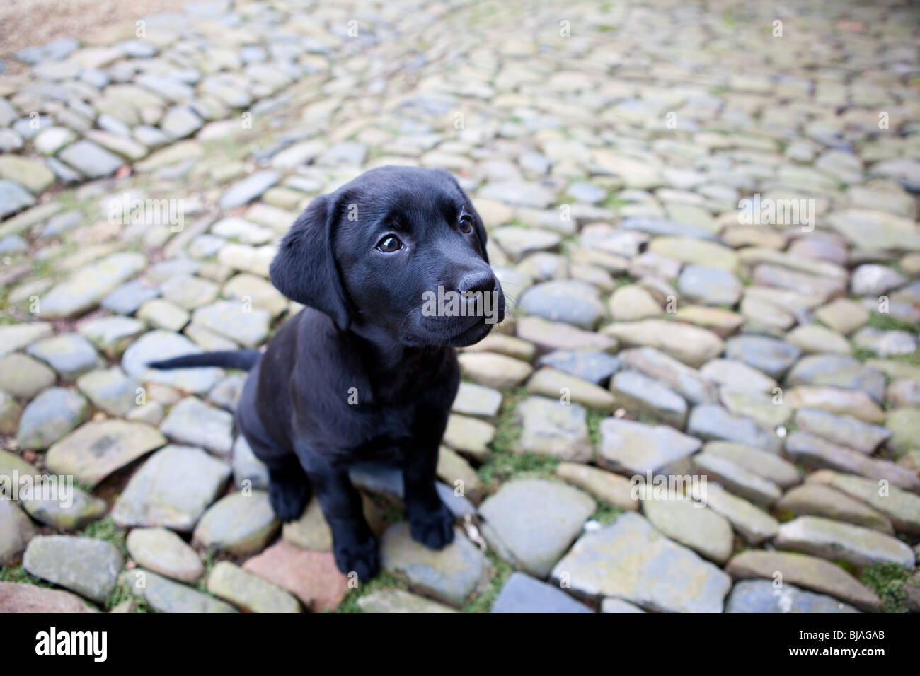 An adorable black labrador puppy sitting up Stock Photo - Alamy
