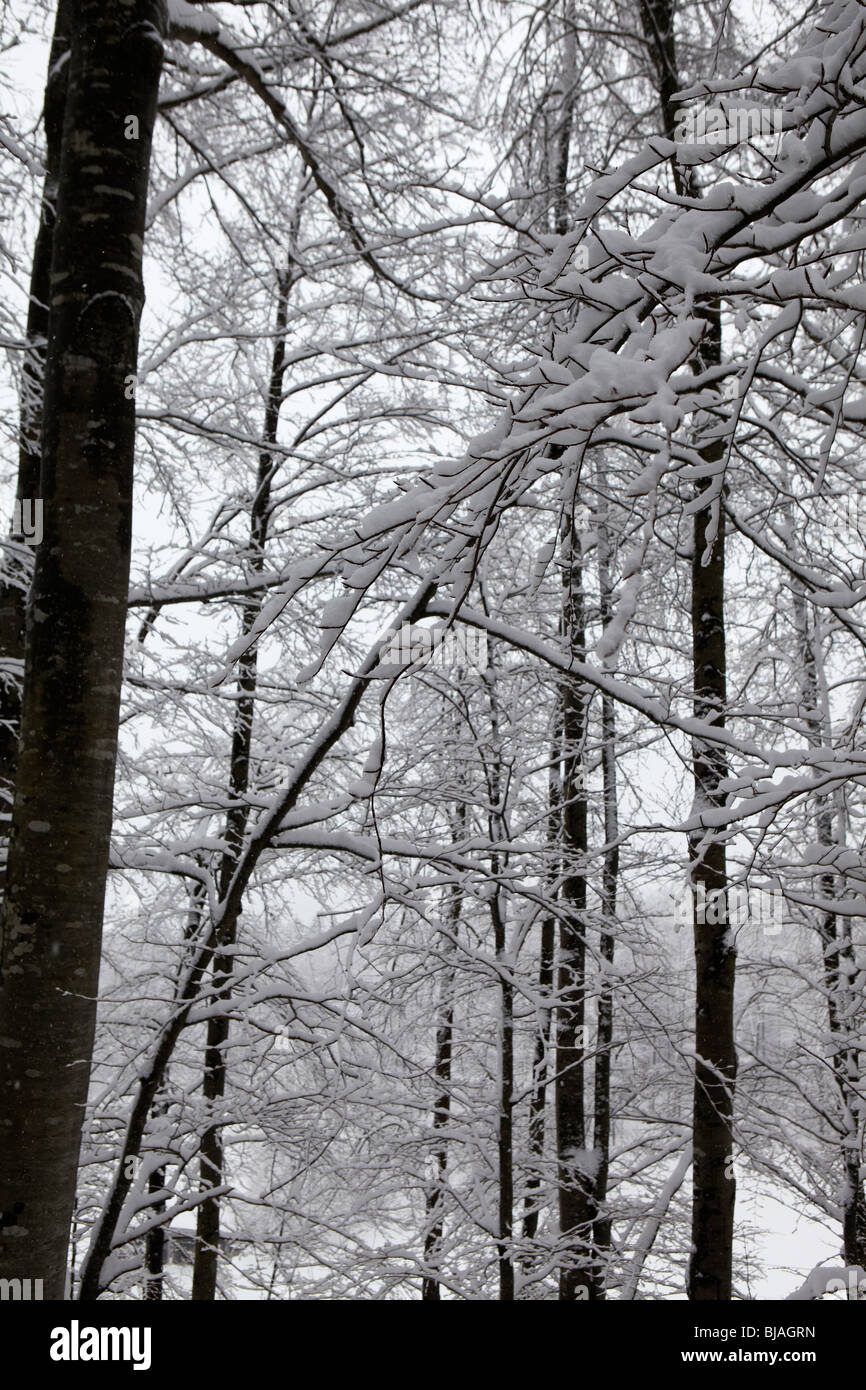Snowy branches near Interlaken, Switzerland Stock Photo - Alamy