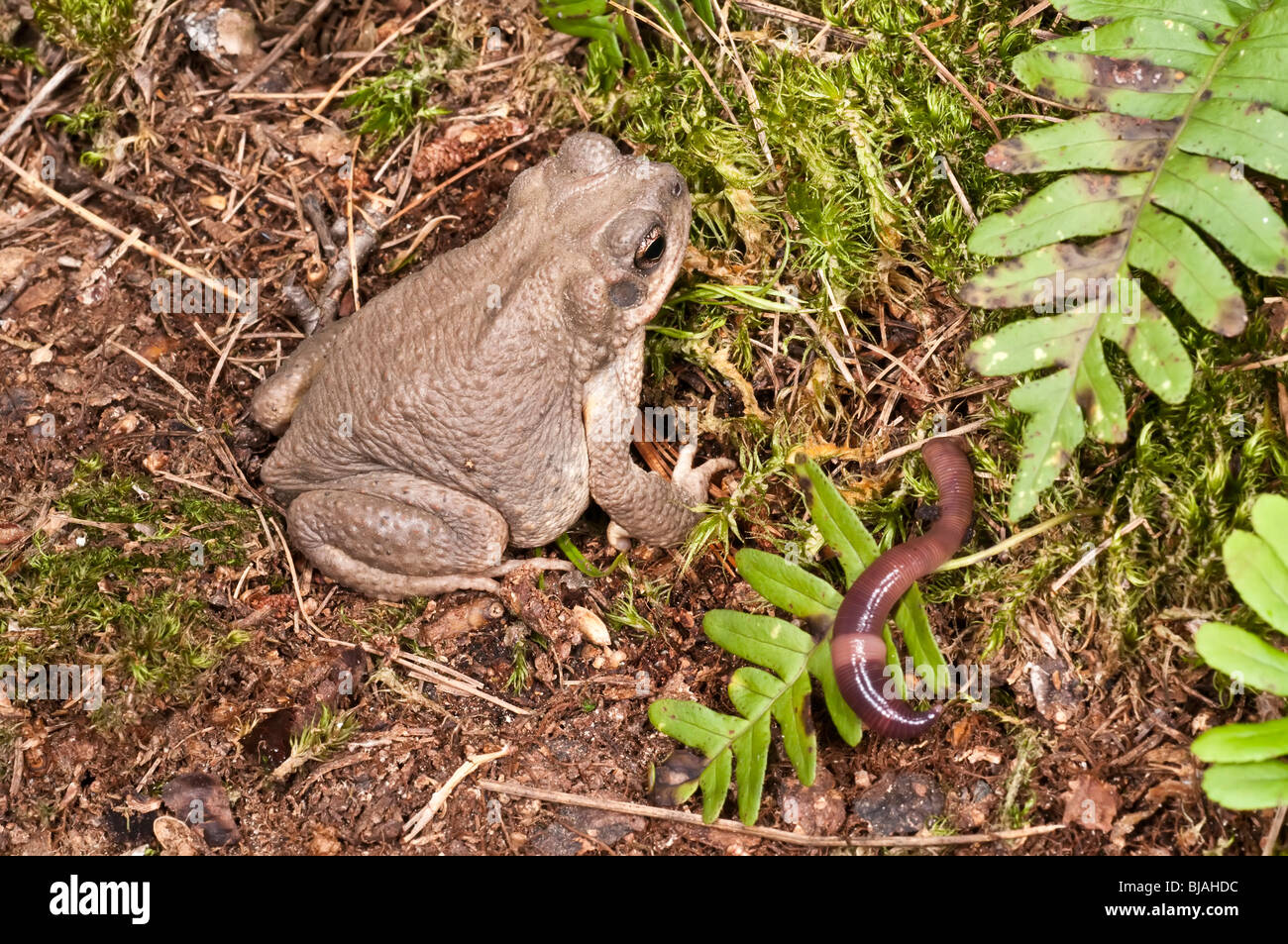The Red-spotted toad, Bufo punctatus, is native to the southwestern ...