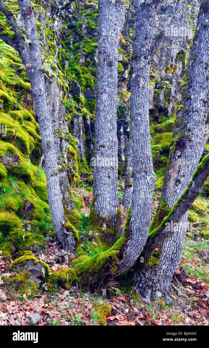 Washington's Catherine Creek Basin contains large oak trees growing ...