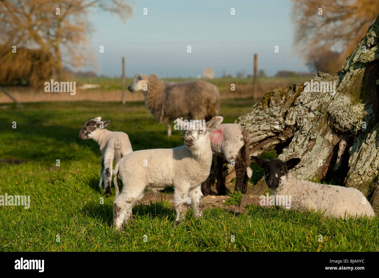 Fat lambs hi-res stock photography and images - Alamy