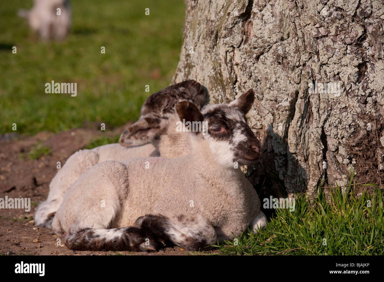 Sheep sitting hi-res stock photography and images - Alamy