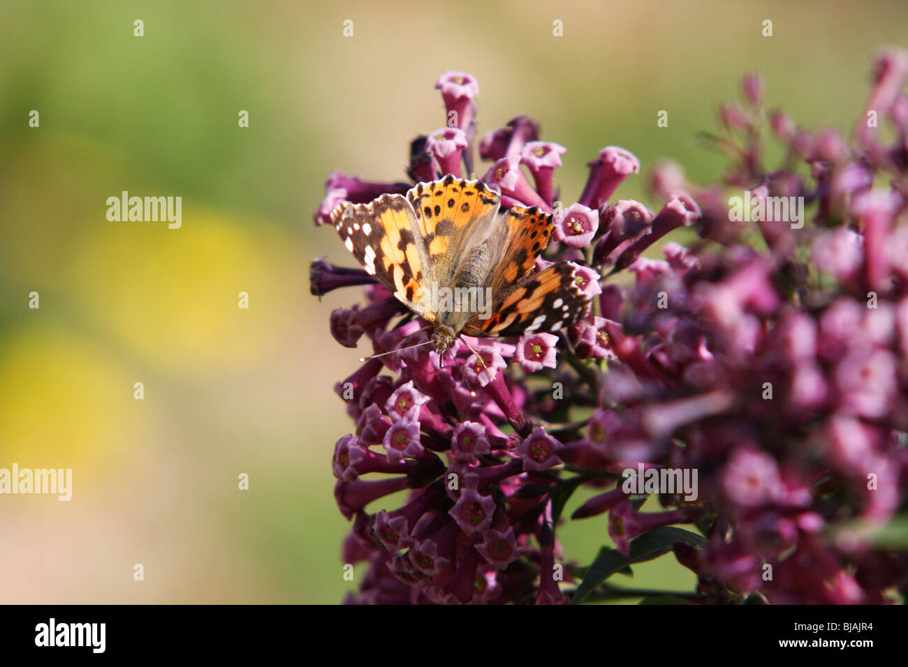 Colorful buterfly hi-res stock photography and images - Alamy