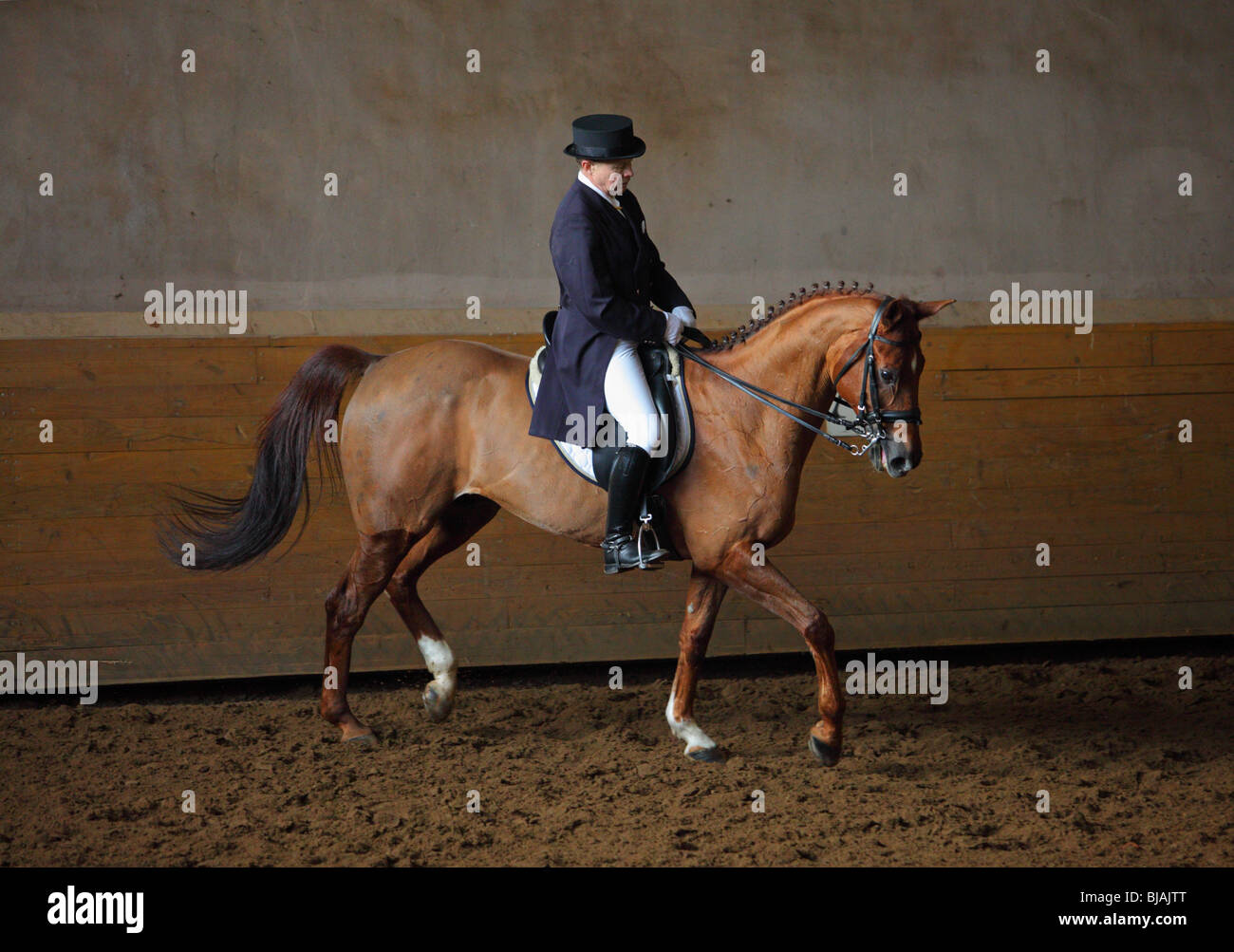 Horseman in dressage costume with Warmblood horse Stock Photo - Alamy