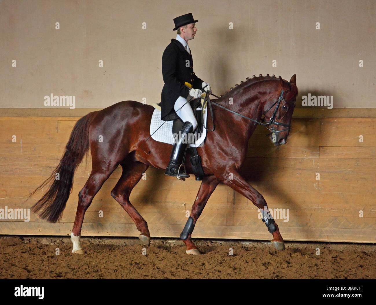 Professional equestrian athlete hi-res stock photography and images - Alamy