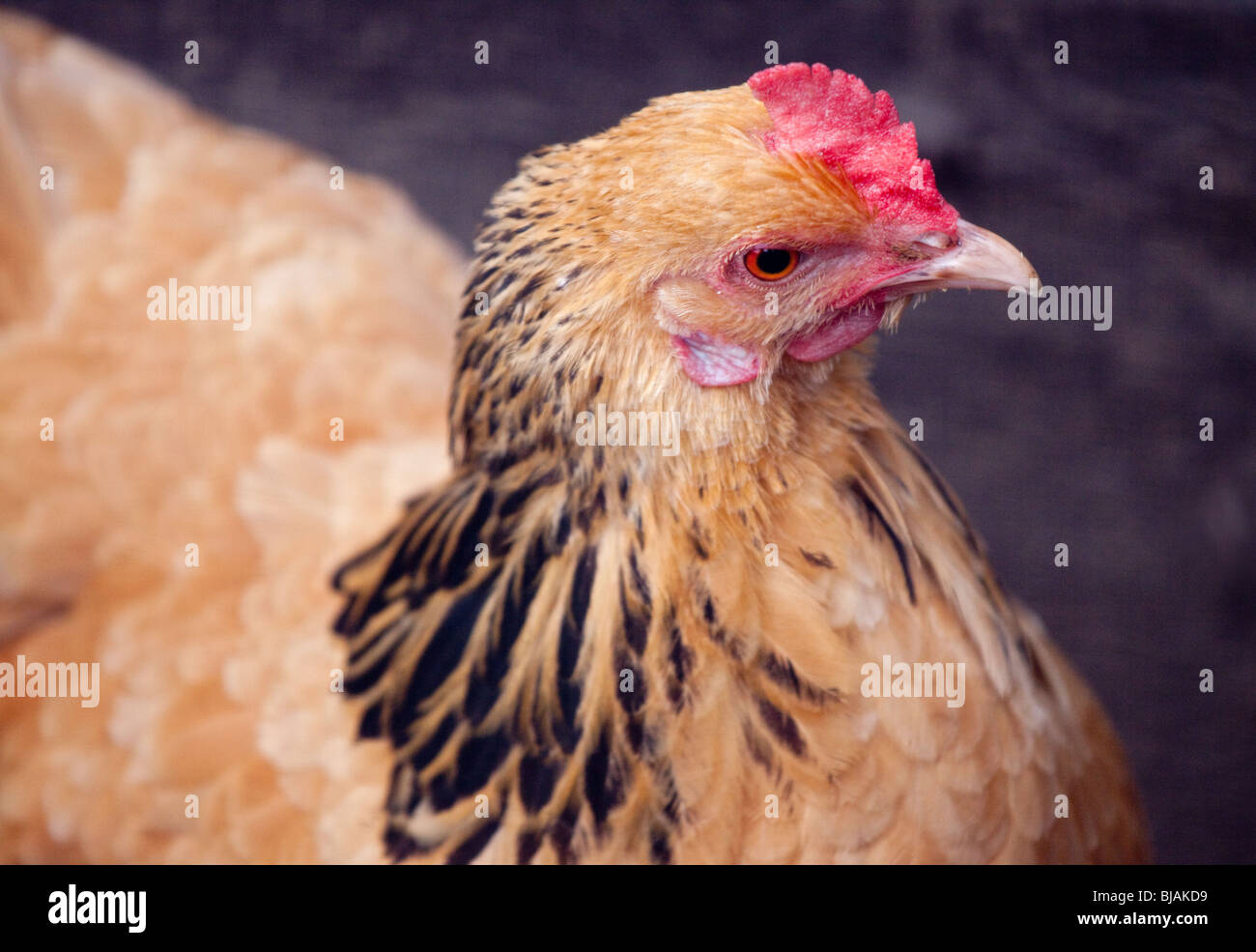 Gold Hen High Resolution Stock Photography and Images - Alamy