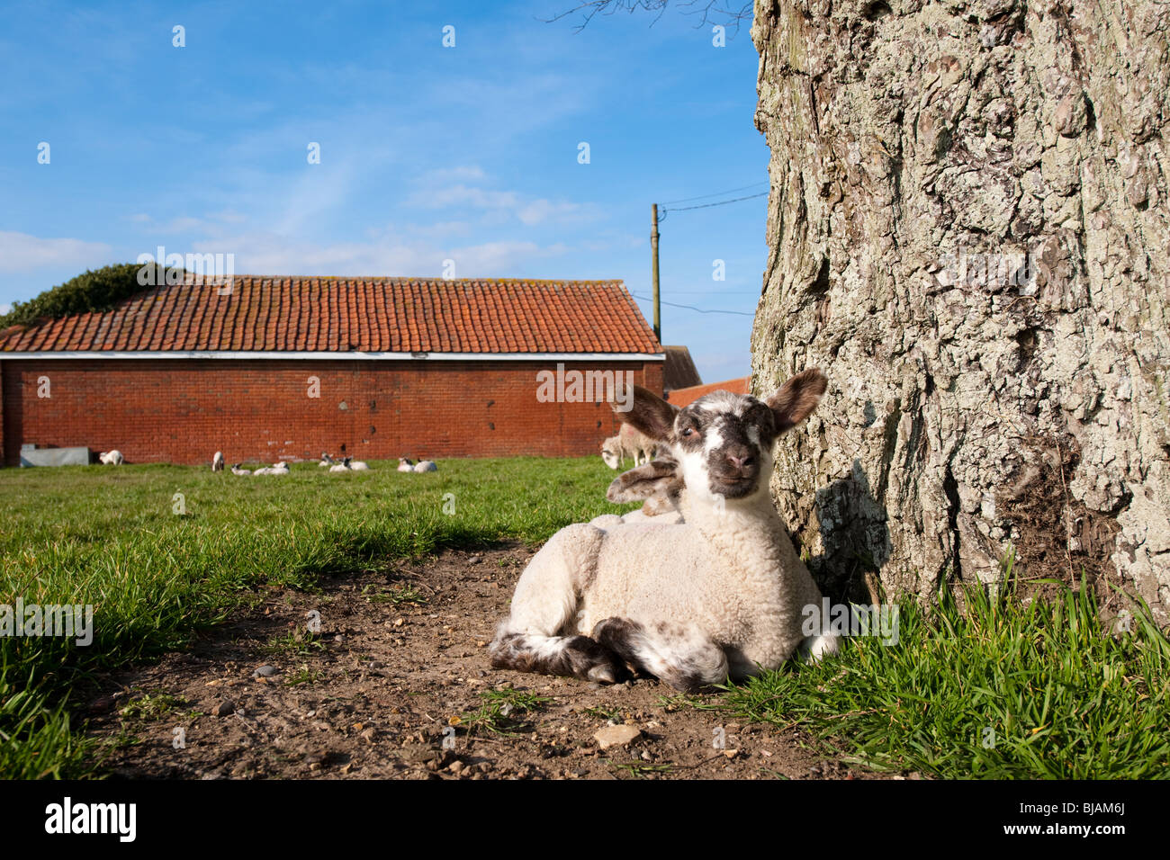 Lambs by tree hi-res stock photography and images - Alamy