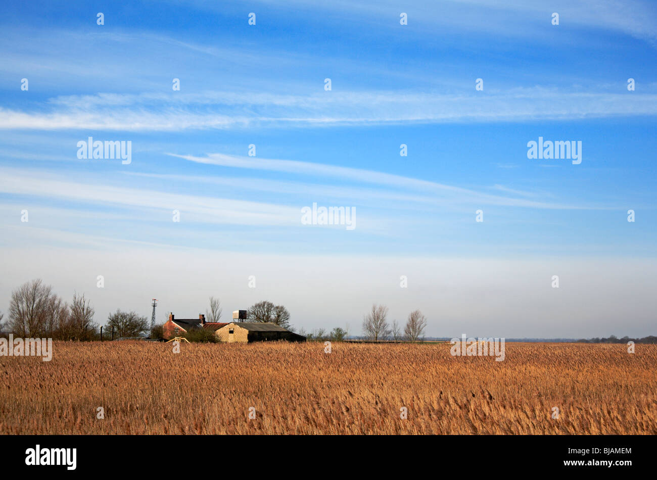 Six Mile House over reed beds by the River Bure from public footpath at ...