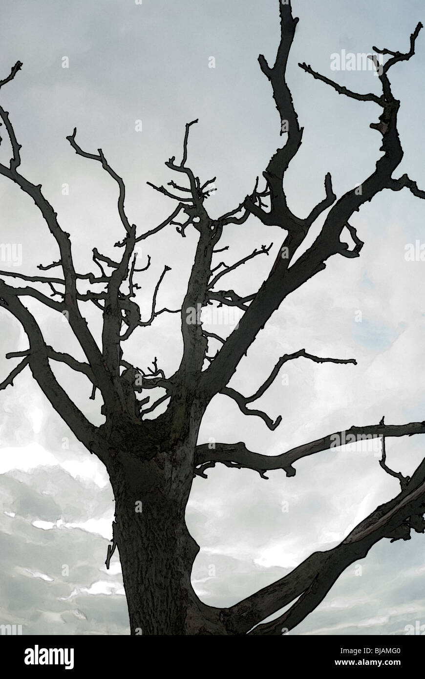 Isolated dead tree broken against a cloudy sky Stock Photo - Alamy