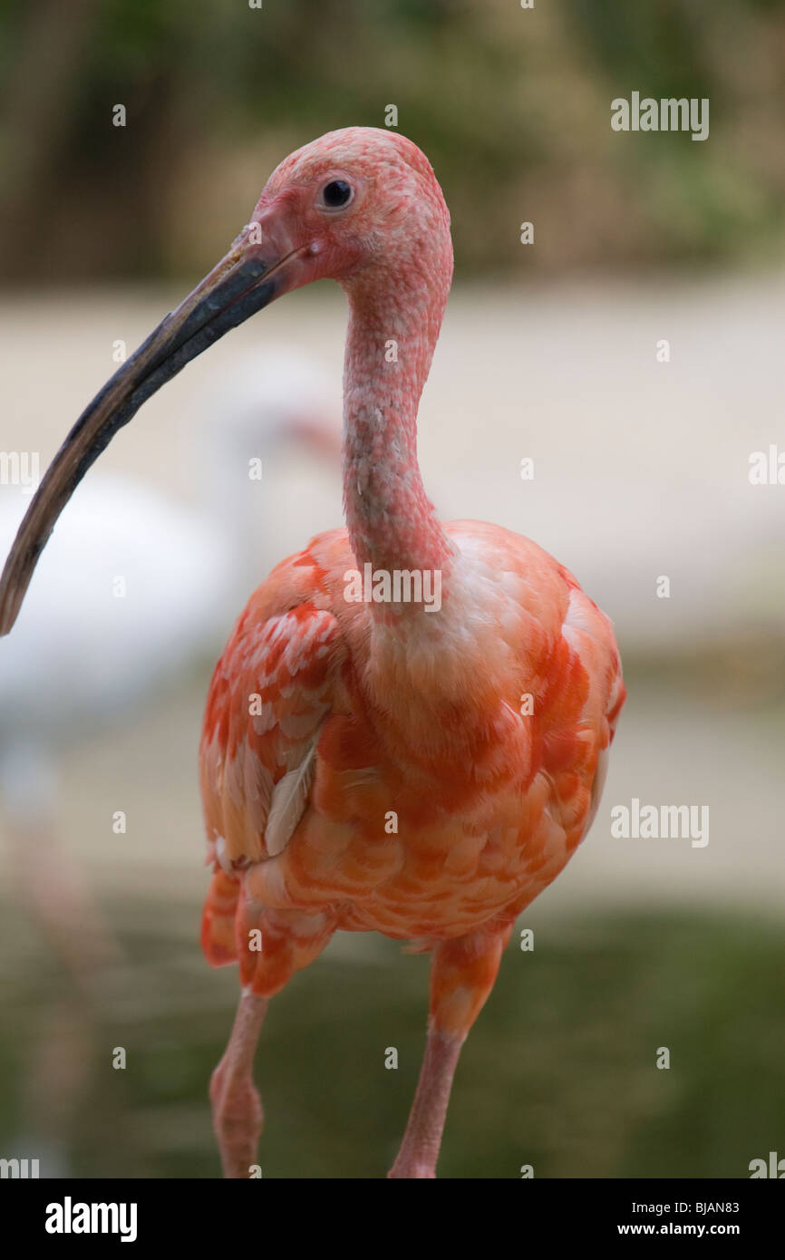Beautiful scarlet ibis one hi-res stock photography and images - Alamy