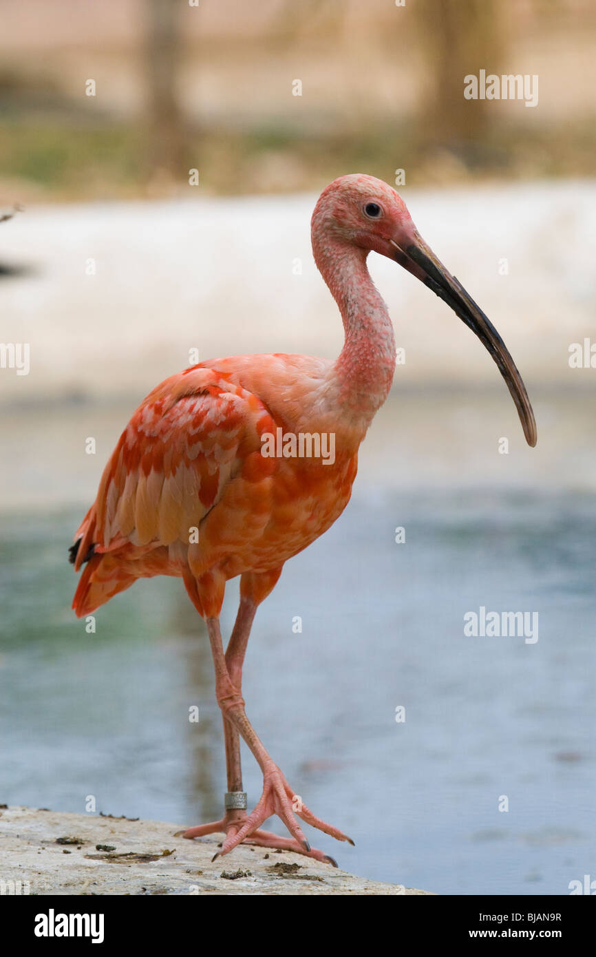 Scarlet Ibis Portrait Stock Photo - Alamy