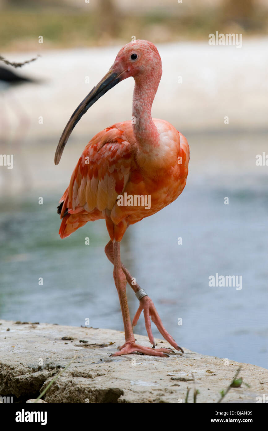 Scarlet Ibis Portrait Stock Photo - Alamy