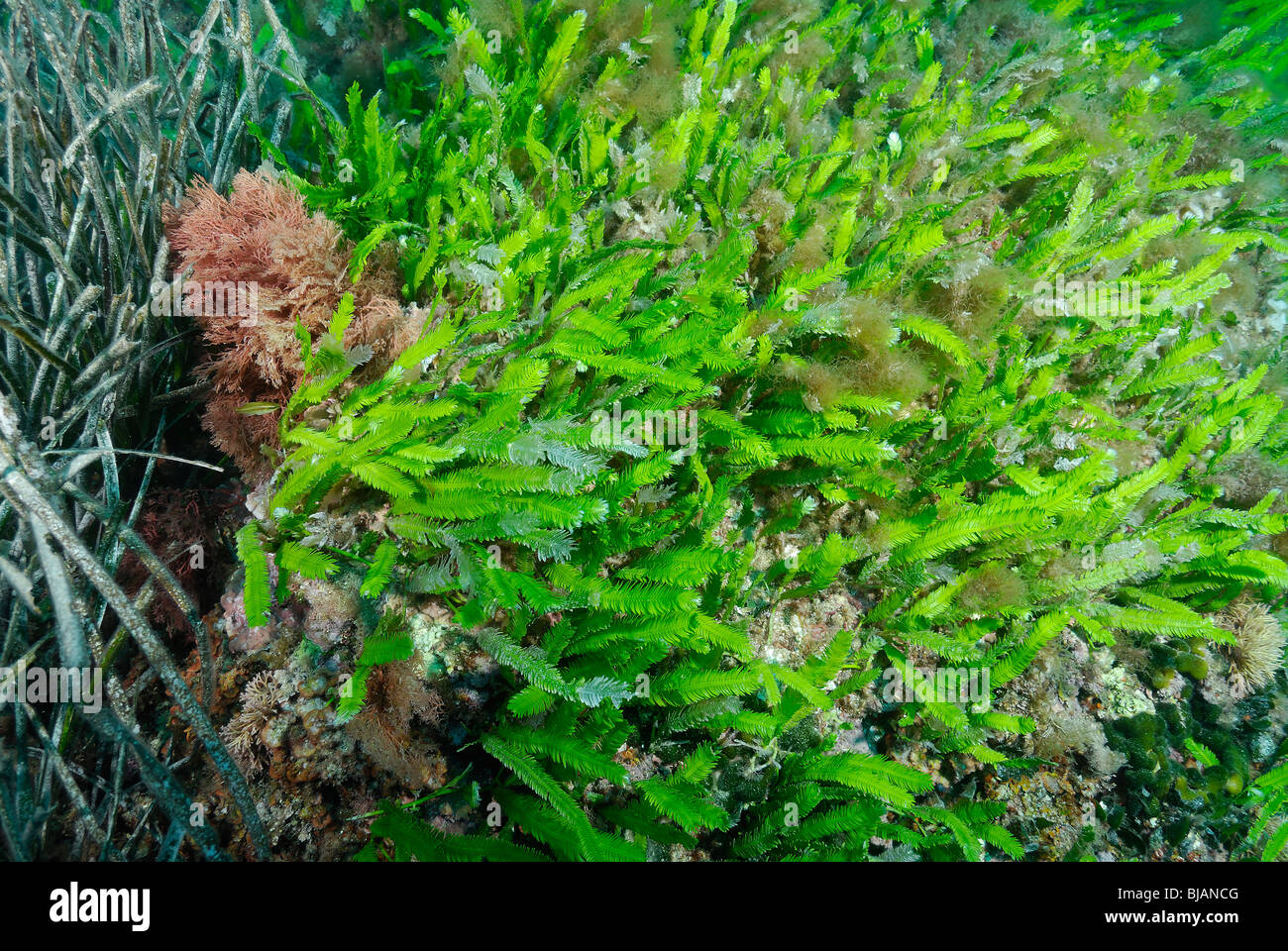 Caulerpa hi-res stock photography and images - Alamy