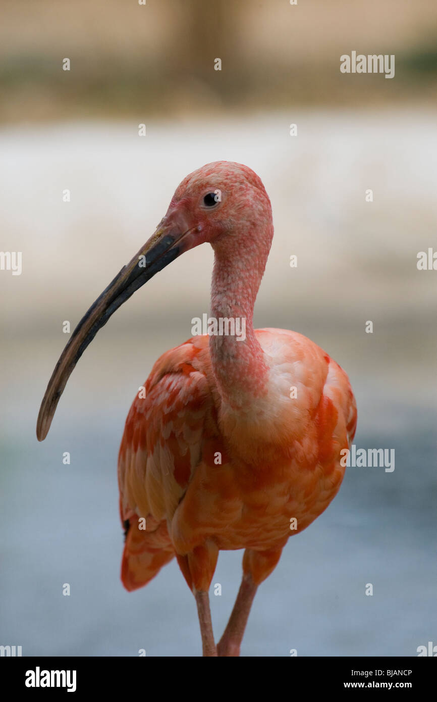 Scarlet Ibis Portrait Stock Photo - Alamy