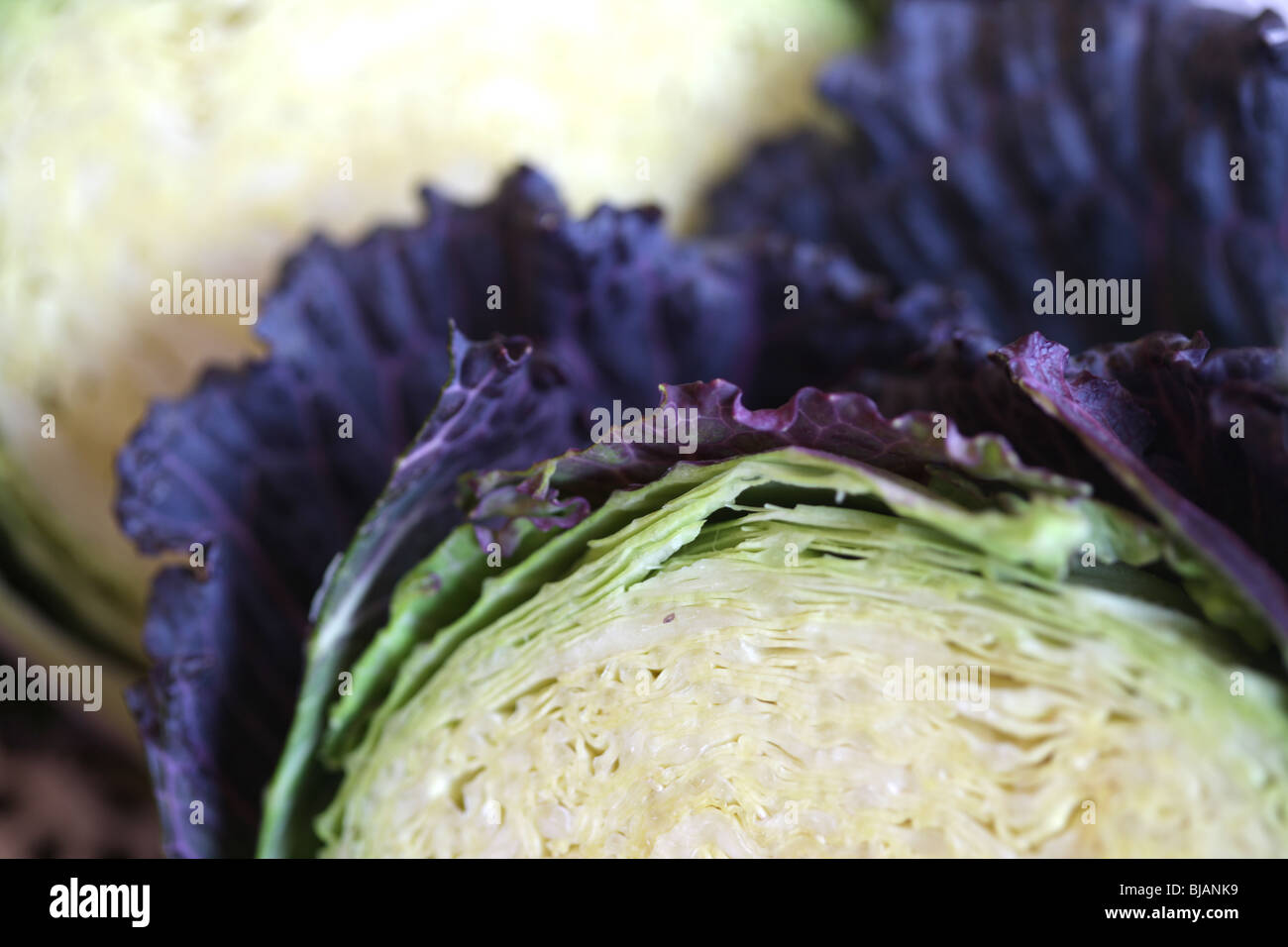January King Cabbage Stock Photo - Alamy