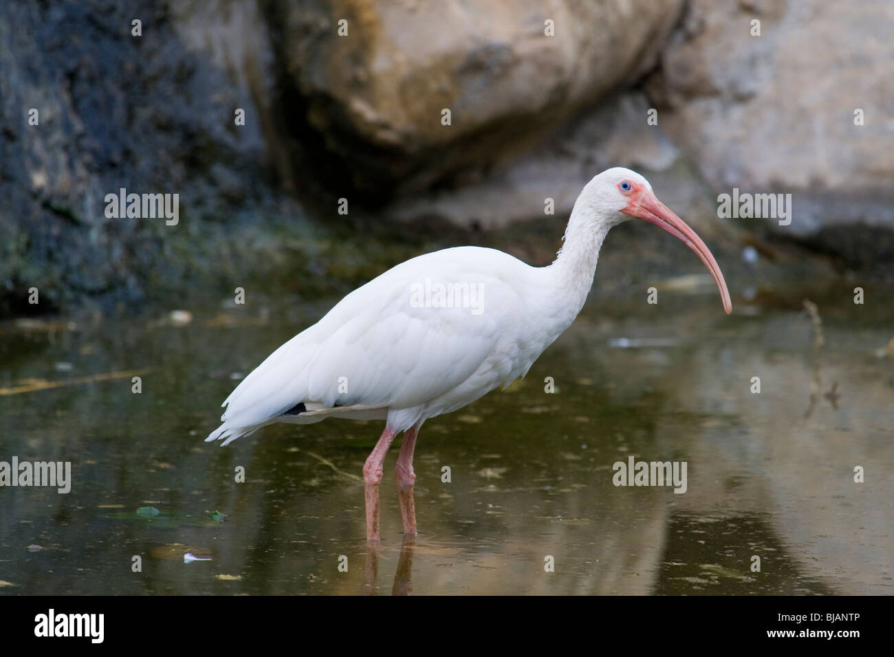 White Ibis Portrait Stock Photo - Alamy