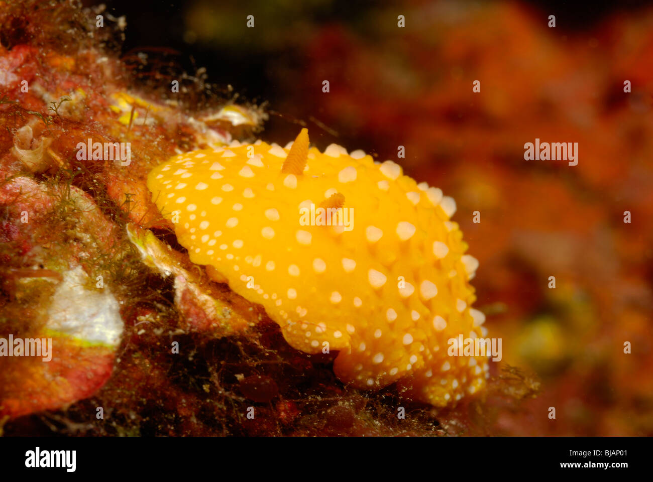 Yellow sea slug in the Mediterranean Sea Stock Photo - Alamy
